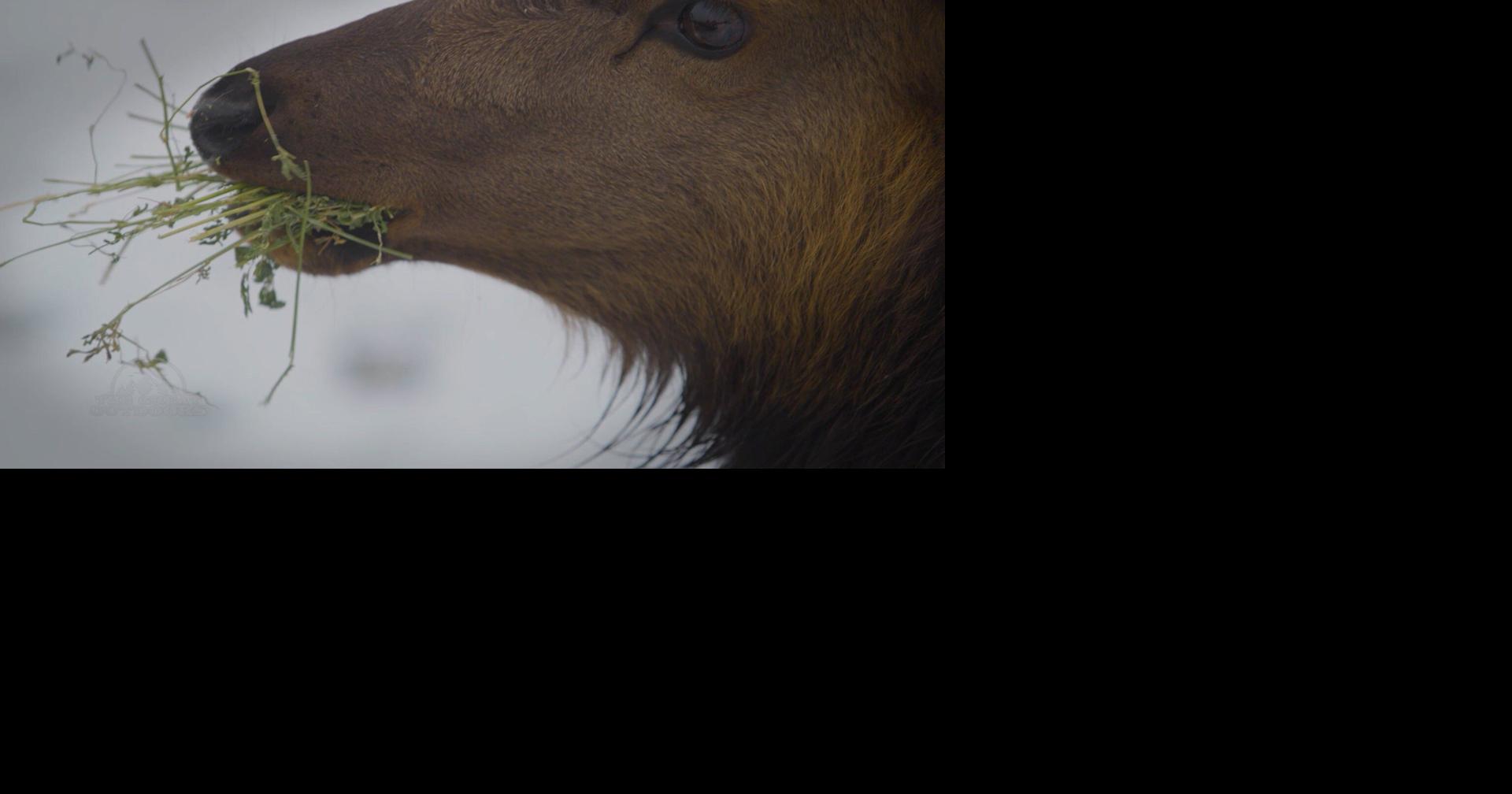 Oregon winter tour encourages you to feed elk | The Great Outdoors ...