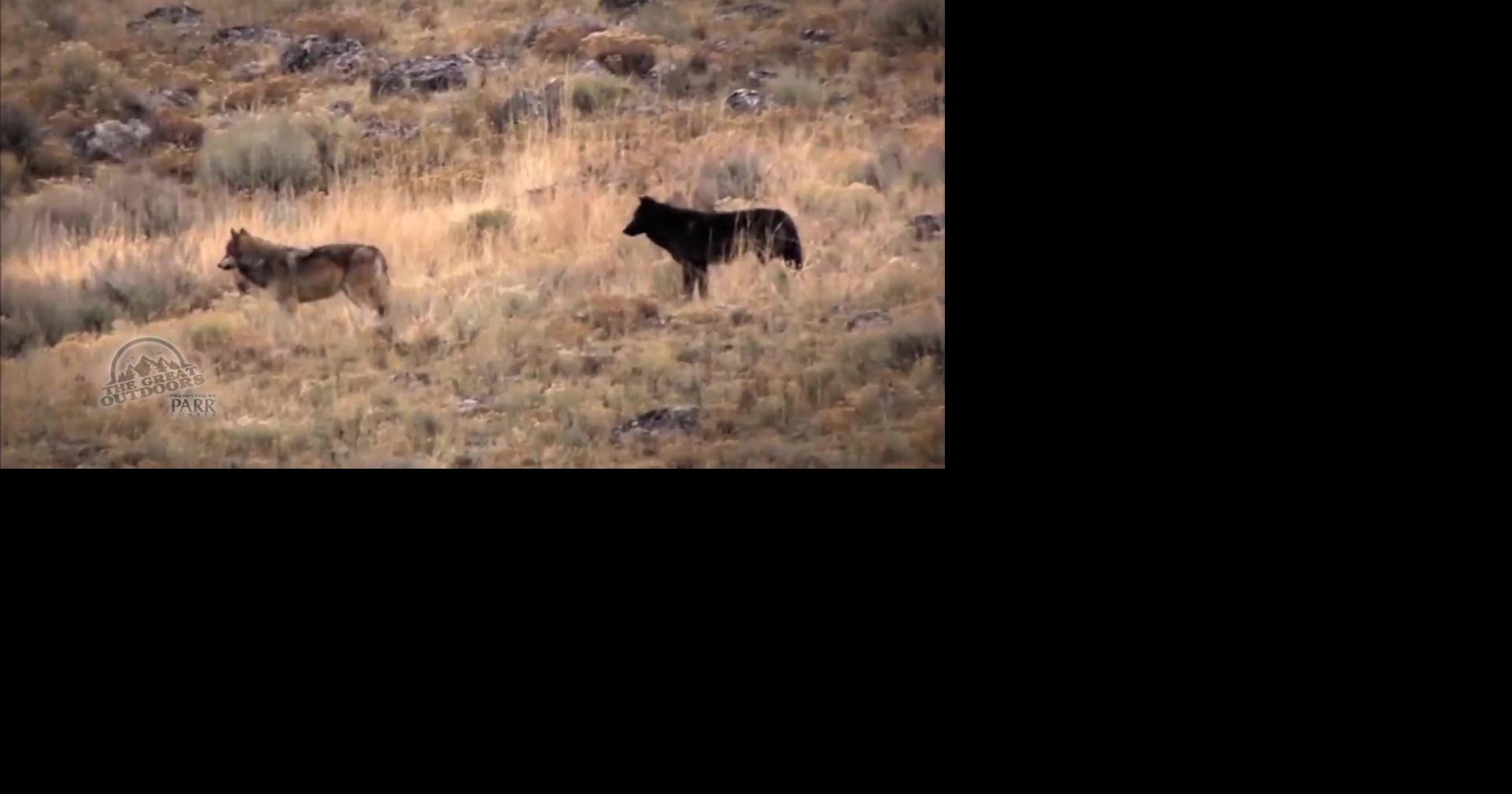 The Great Outdoors: Wolves in the Metolius Basin | The Great Outdoors ...