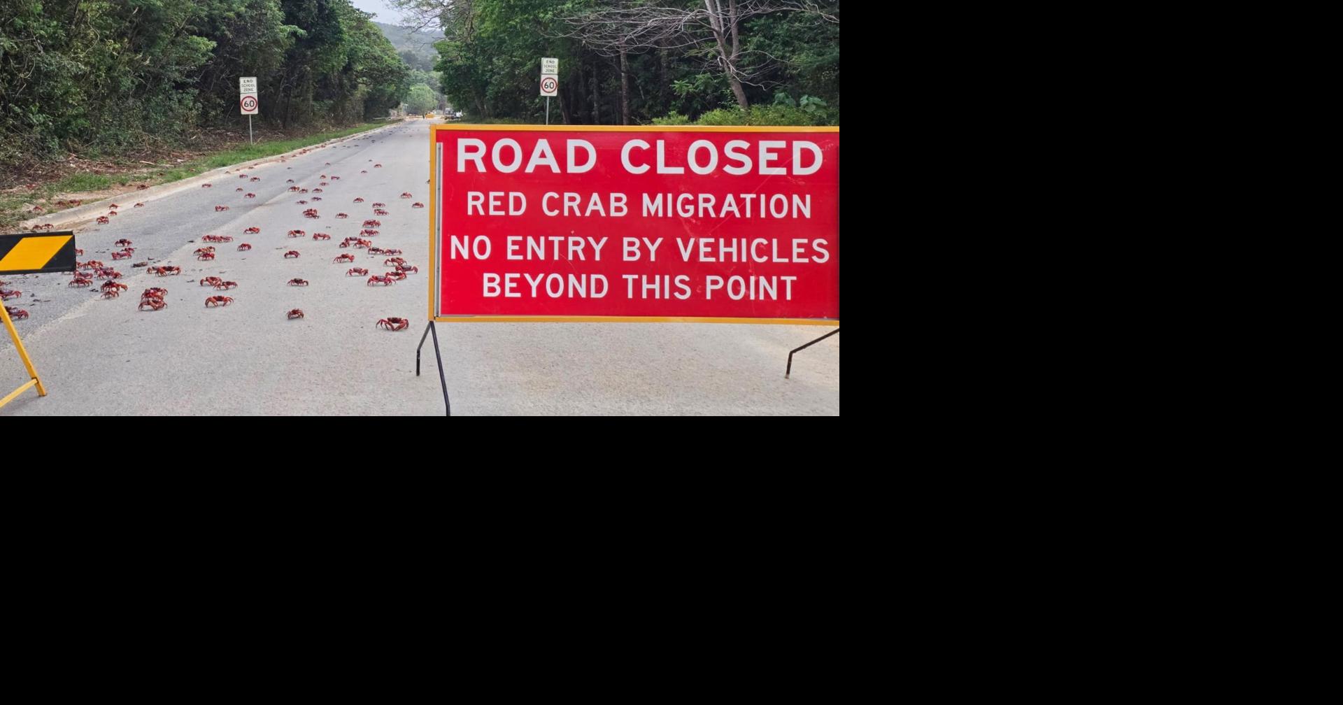 Millions of migrating red crabs cross Australian island to reach the ...