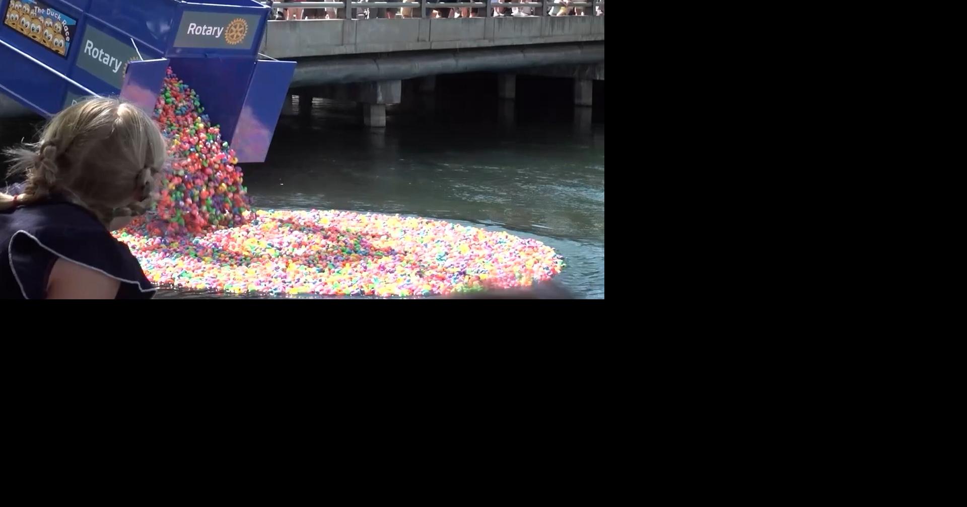 Great Drake Park Duck Race splashes back Sunday | Local News ...