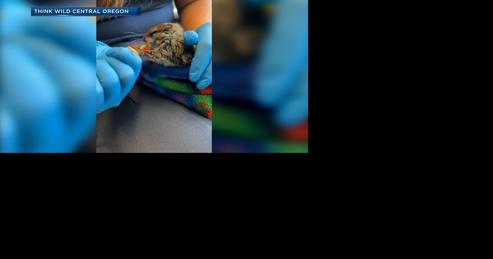Orphaned flying squirrel rescued by Bend wildlife hospital | Pets ...