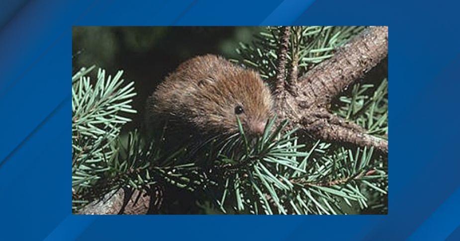 Conservation groups suing federal agency over plight of harbinger tree ...