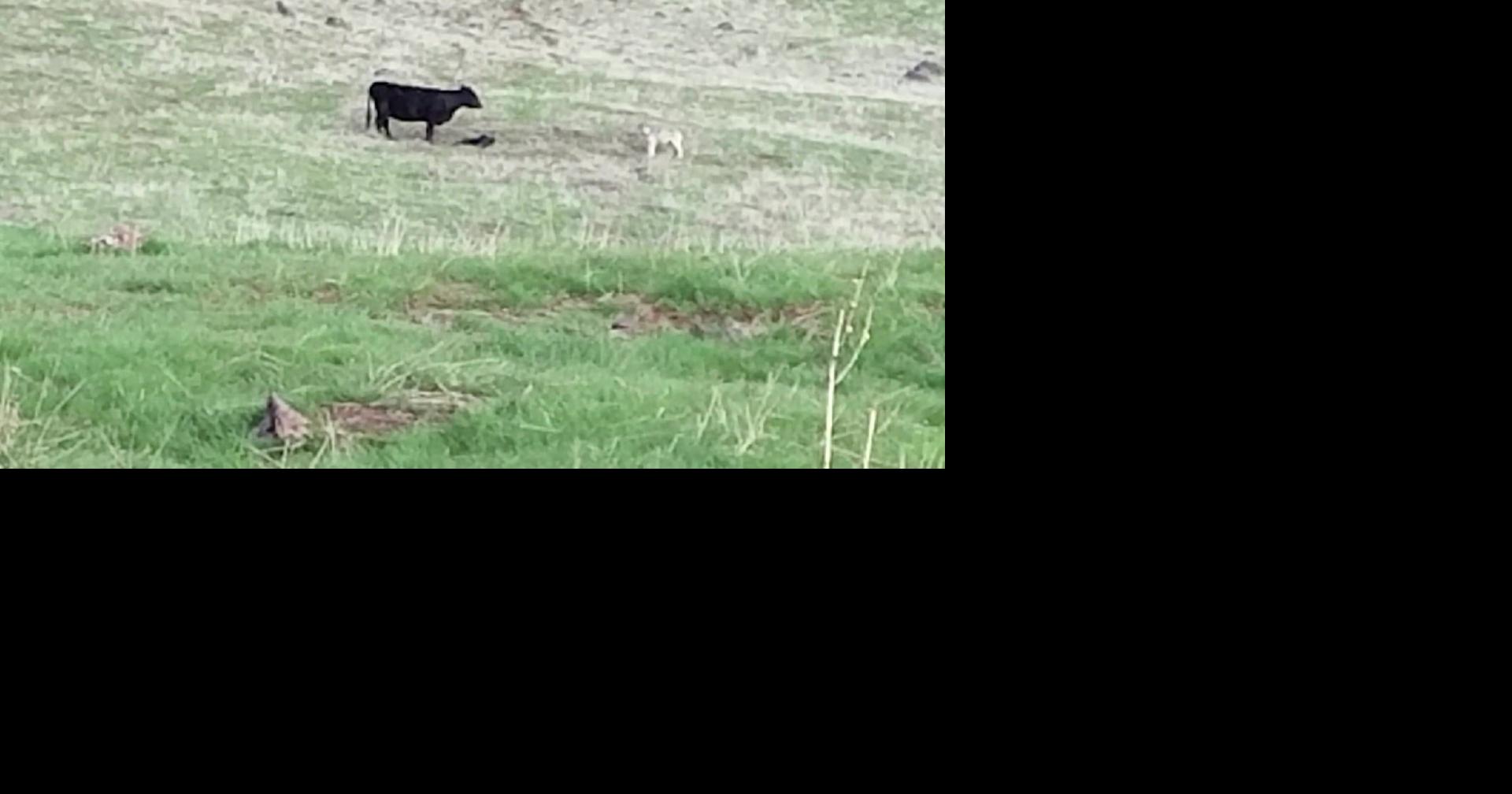 Annual Wolf Report Released After the Death of Two Wolves | Central ...