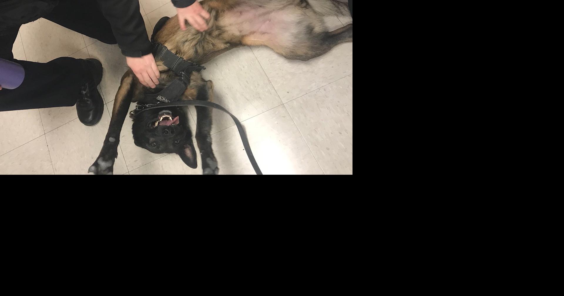 Bend Police K9 Kim retires after 900+ deployments, 5 years of service ...