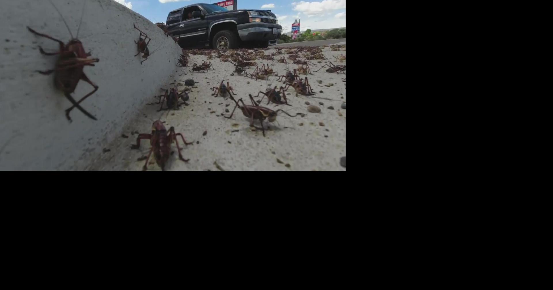 'Like a biblical plague': Blood-red crickets taking over Nevada town ...