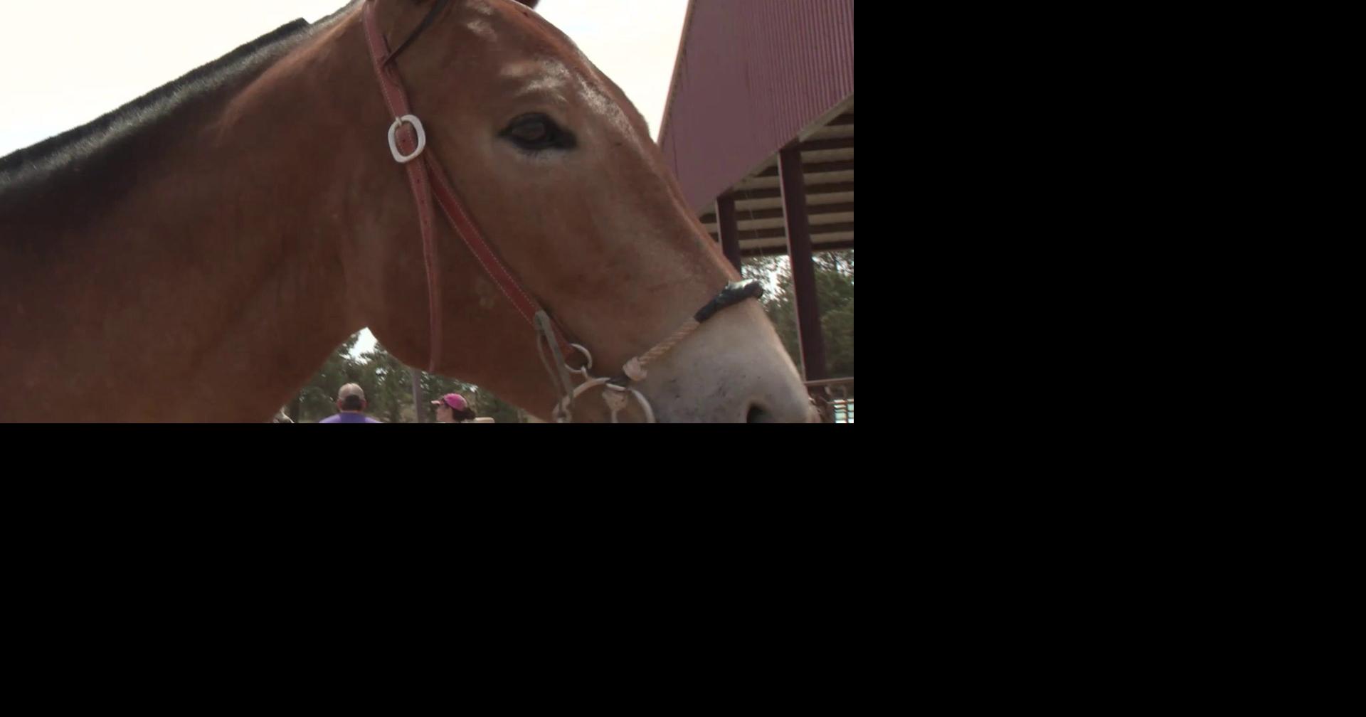 Oregon High School Equestrian Teams State Championships | Central ...