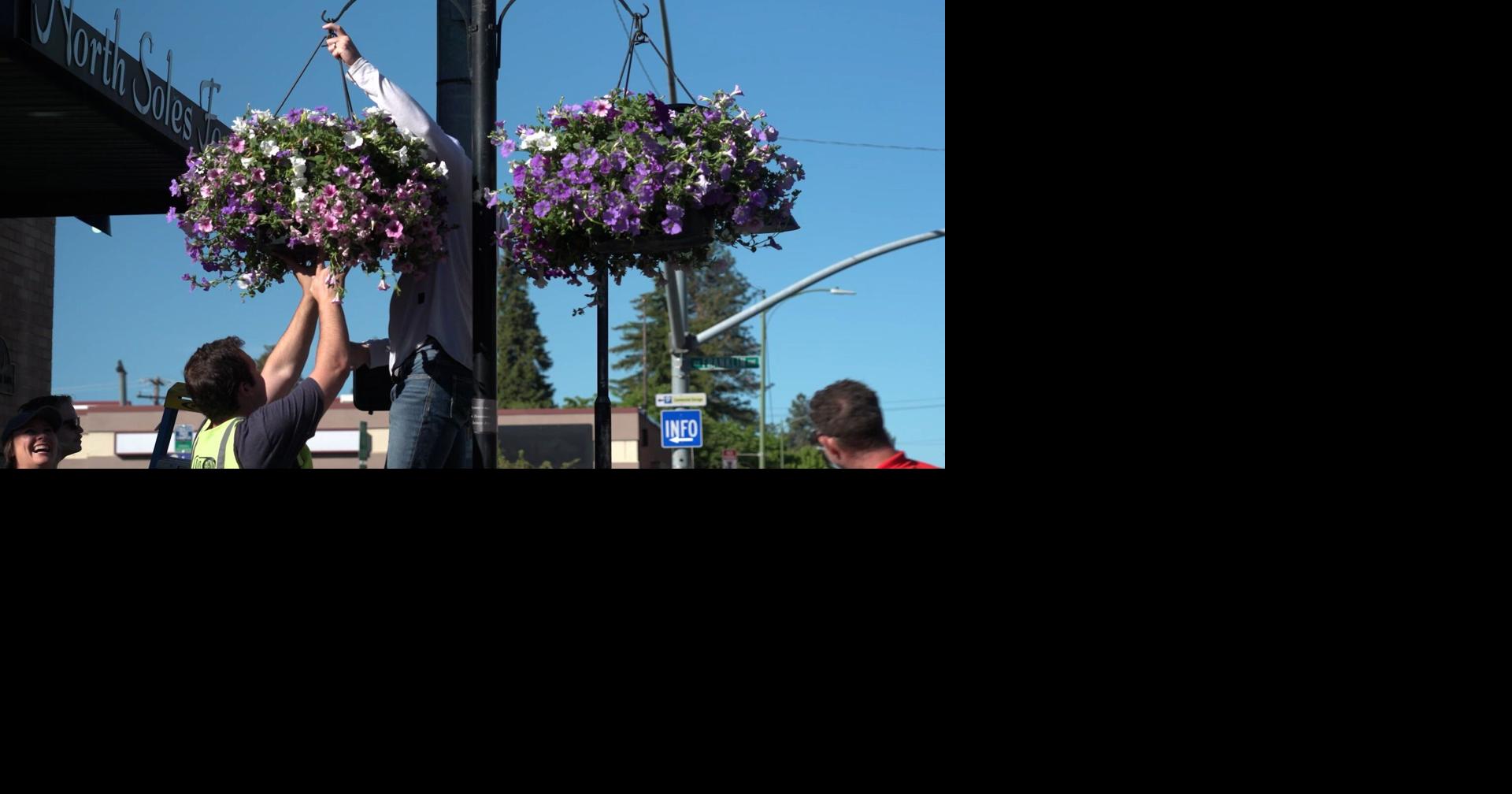 Annual hanging of downtown Bend flower baskets | | centraloregondaily.com