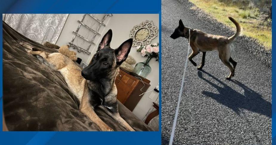 DCSO: Dog stolen from vehicle at Whychus Canyon Preserve Trailhead ...