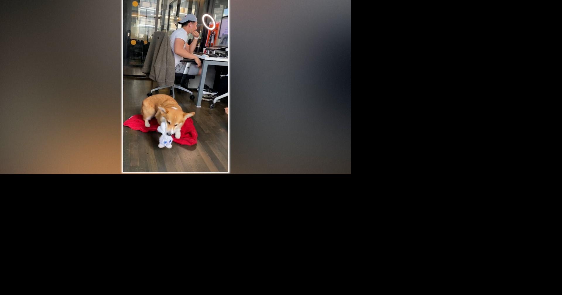 Meet Dash, the corgi who plays fetch with himself—and interrupts Zooms ...