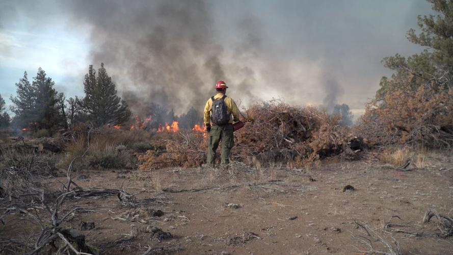 Weed or wonder? The duality of Central Oregon's juniper trees | In ...
