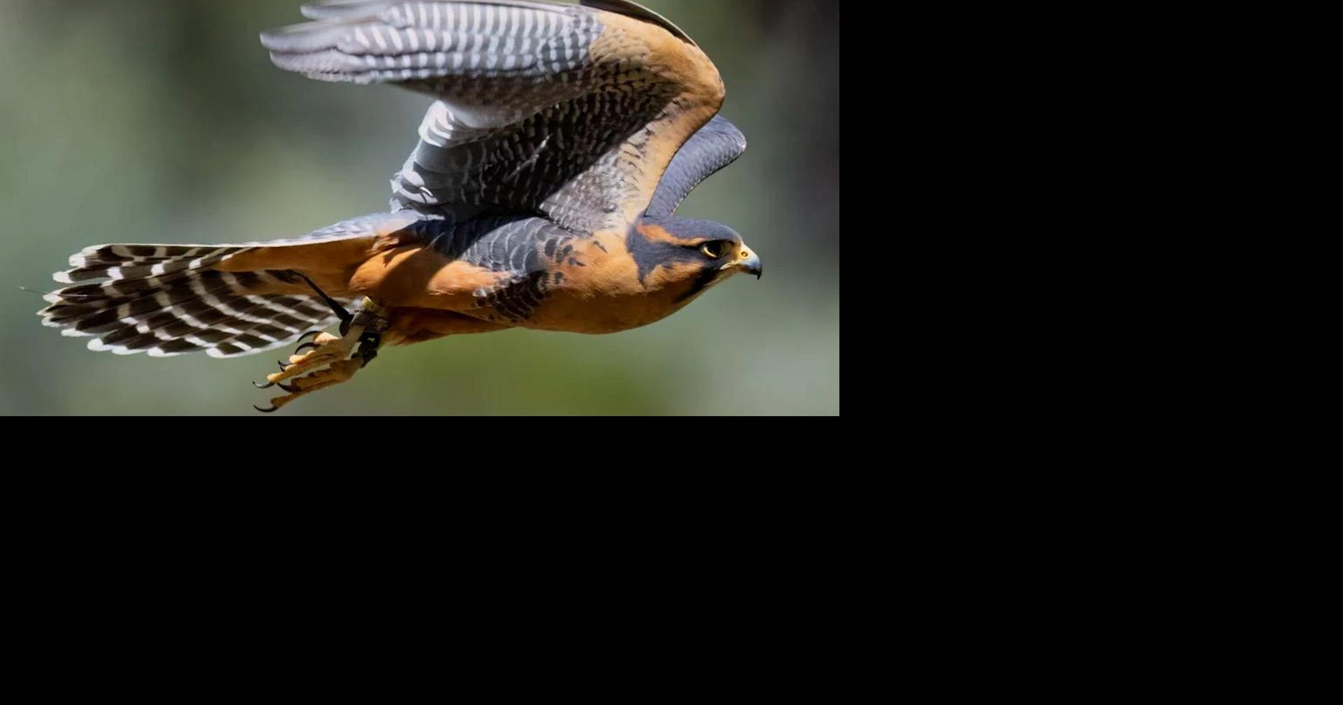 Name the High Desert Museum's new falcon | Pets, Animals and Nature ...