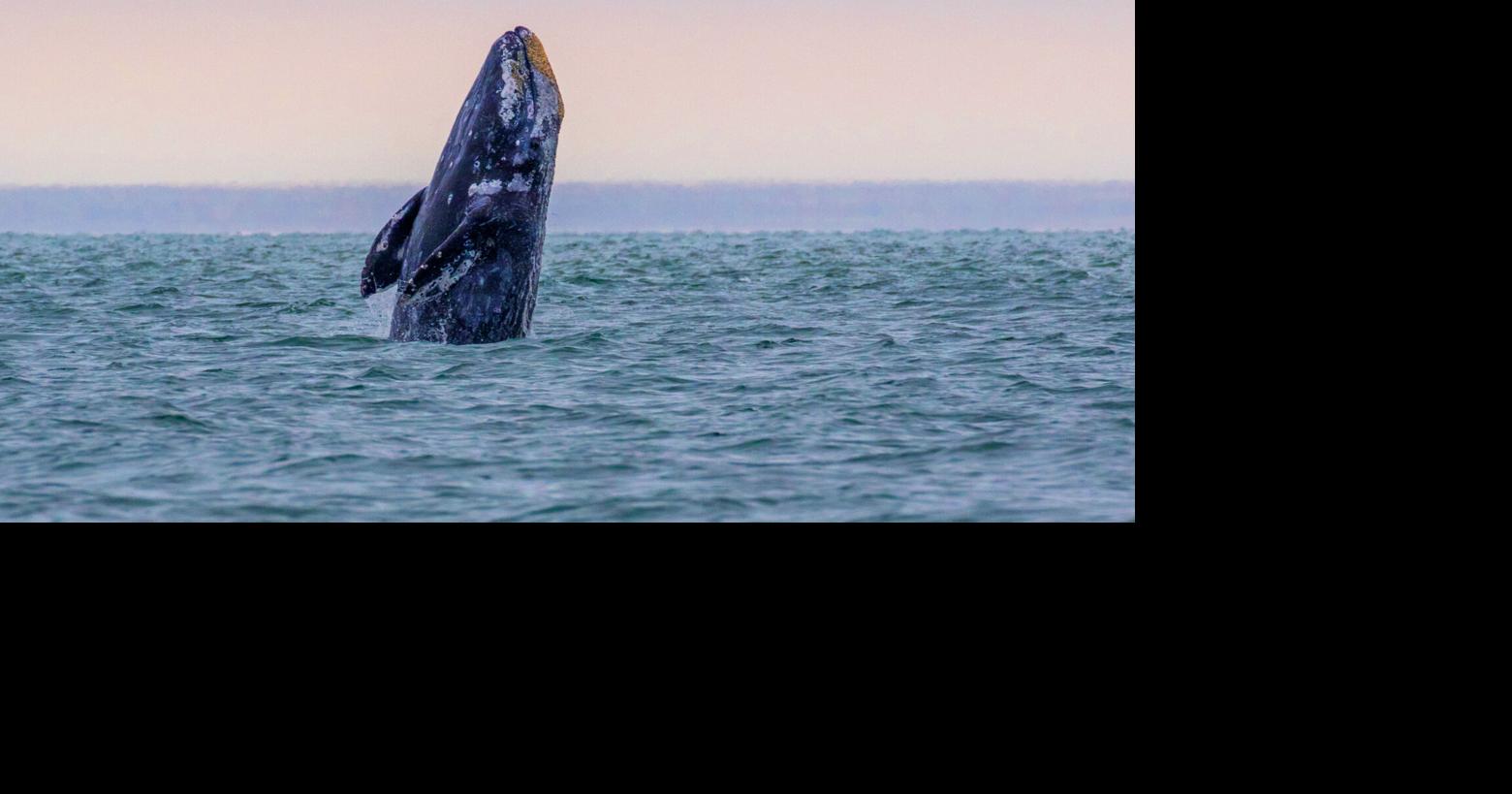 Winter whale watching returns to Oregon coast | Pets, Animals and ...