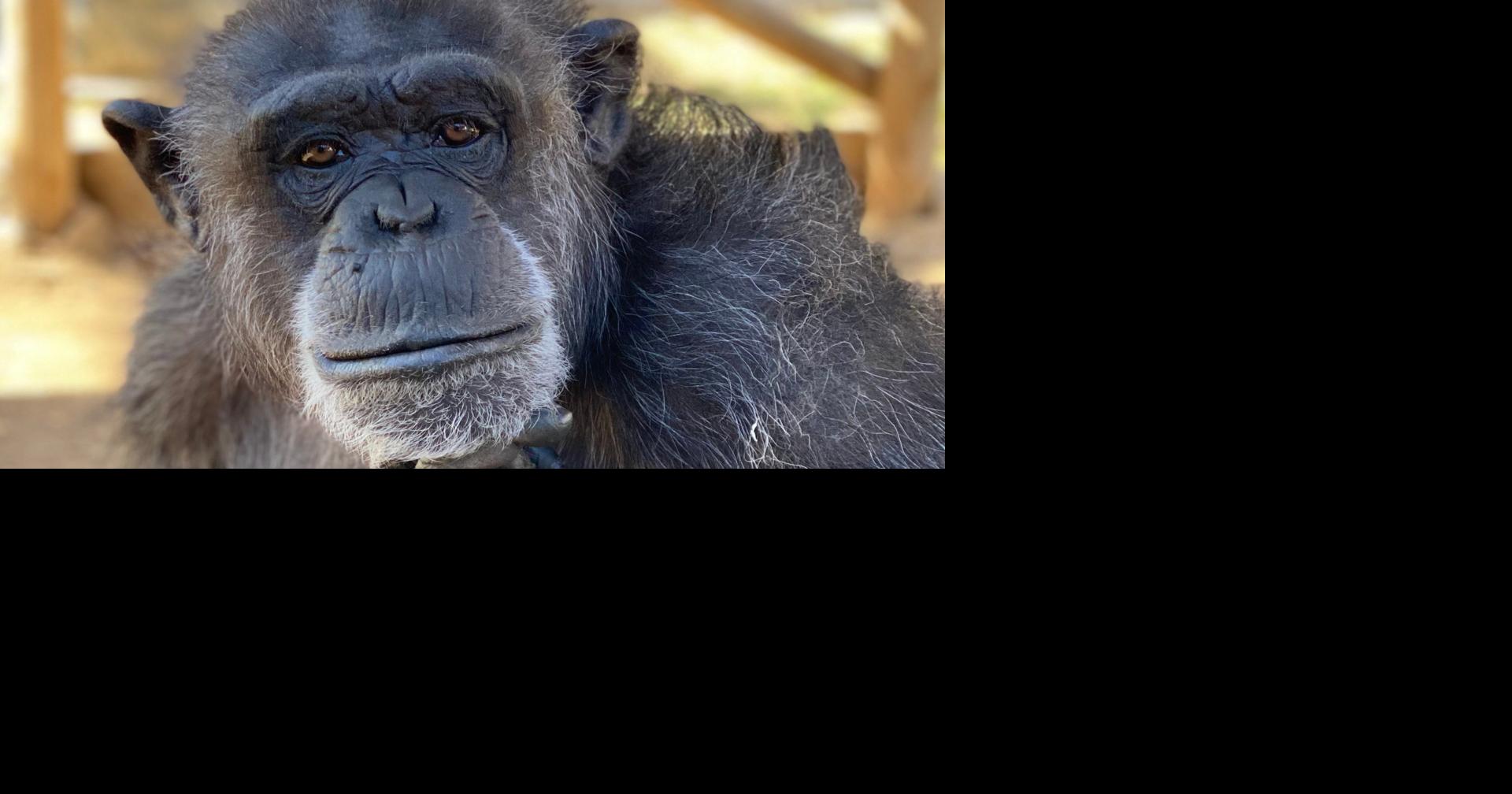 Central Oregon chimp sanctuary announces passing of Thiele at age 36 ...