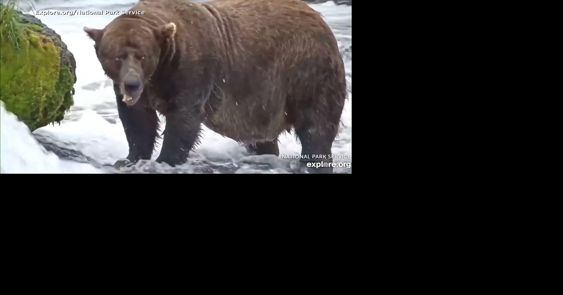 Chunk triumphs in Fat Bear Week after beating the odds | Pets, Animals ...