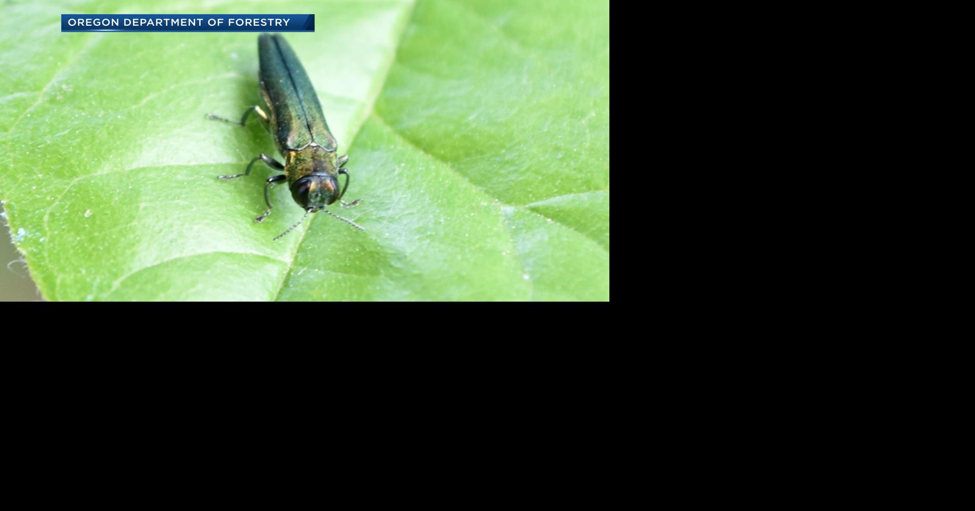 Invasive beetle resurfaces, threatens Oregon ash trees | Pets, Animals ...