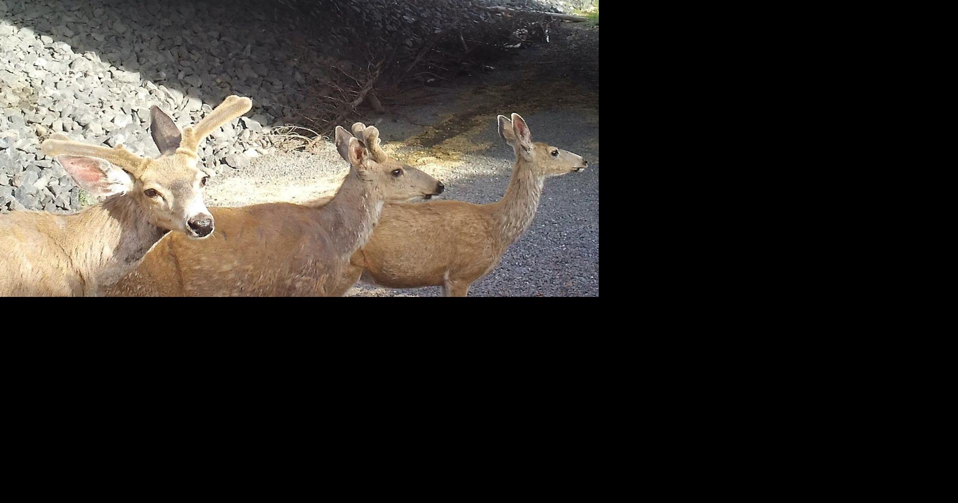 Daylight Saving Time raises wildlife crash risk in Oregon | Pets ...