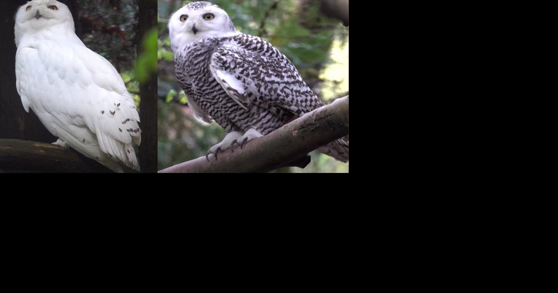 Something to give a hoot about: 2 snowy owls welcomed to Oregon Zoo ...