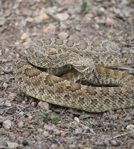 Dog survives rattlesnake bite in Oregon's Columbia River Gorge | Pets ...
