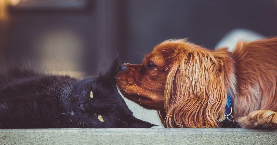 Spay, neuter clinics coming to Bend, Prineville, Madras | Pets, Animals ...