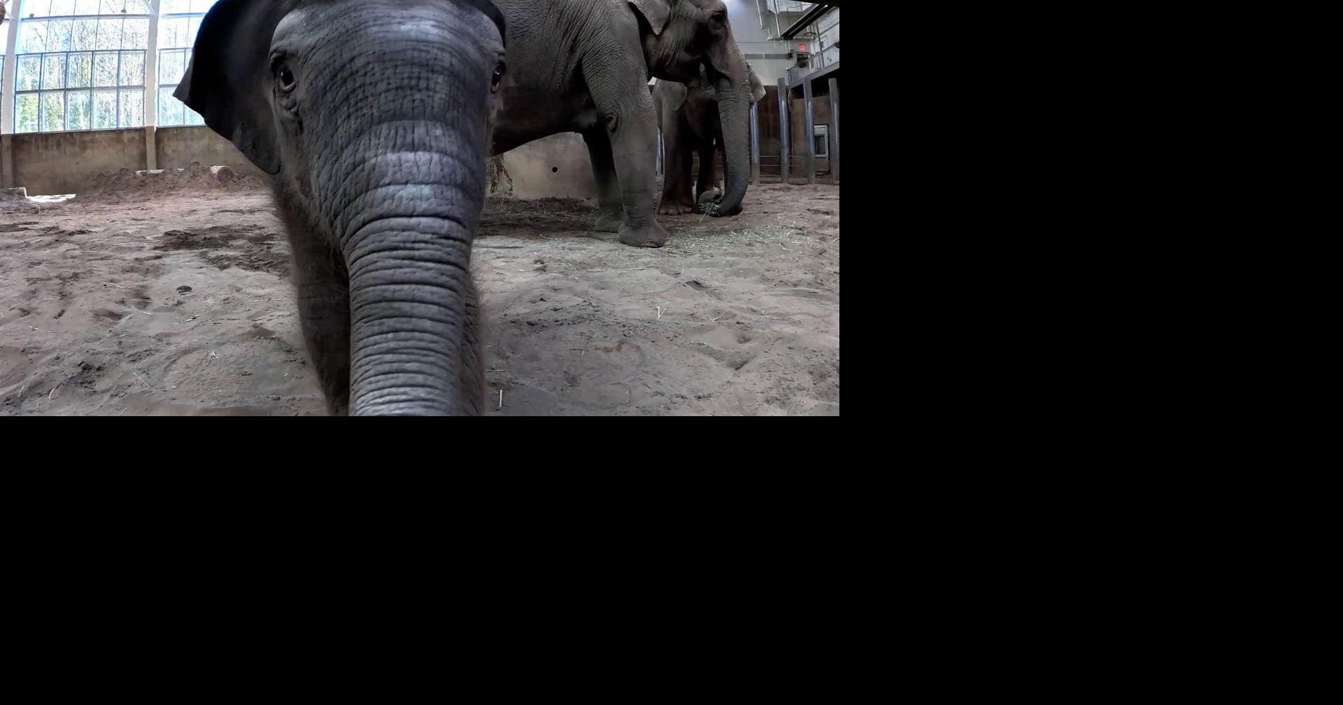 Oregon Zoo’s baby elephant named Tula-Tu | | centraloregondaily.com