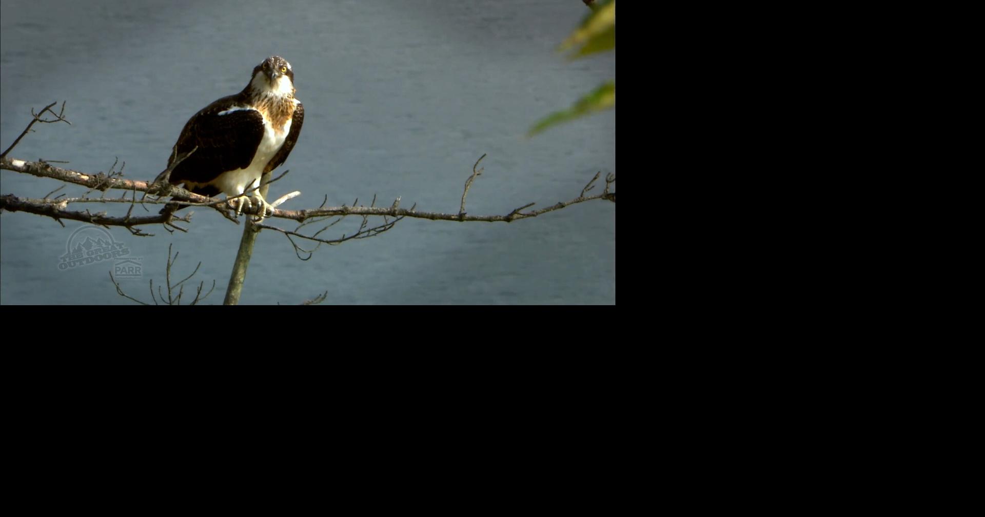 New osprey nesting platform near Redmond | The Great Outdoors ...