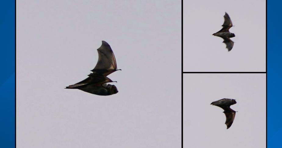 Hoary bat spotted flying over open ocean off California | Pets, Animals ...