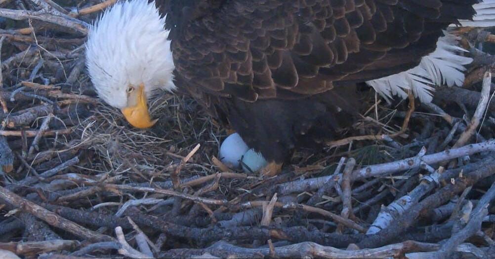 Big Bear eagles lay second egg after raven attack | Pets, Animals and ...
