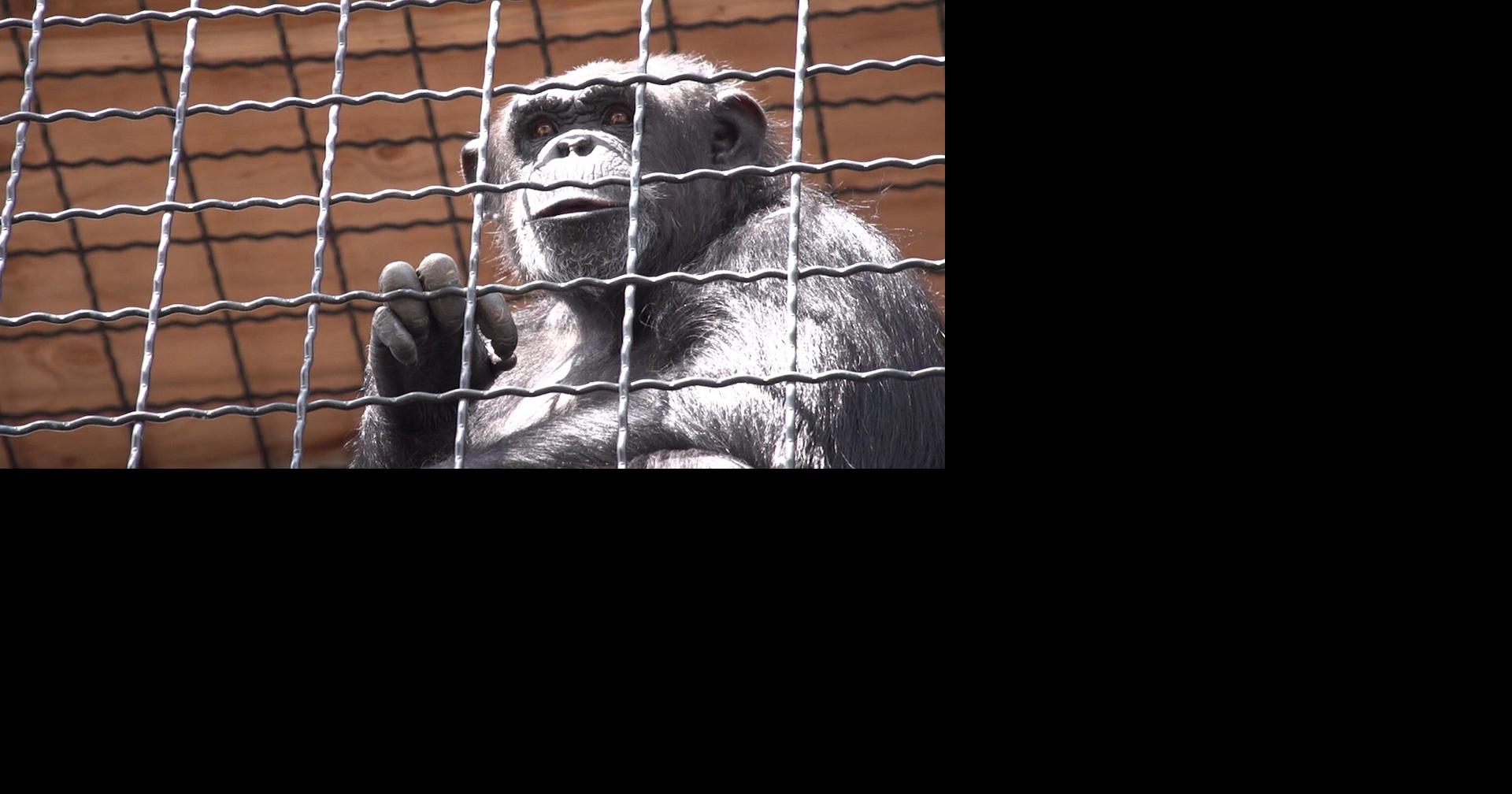 Freedom for Great Apes sanctuary holds chimpanzee open house | Local ...