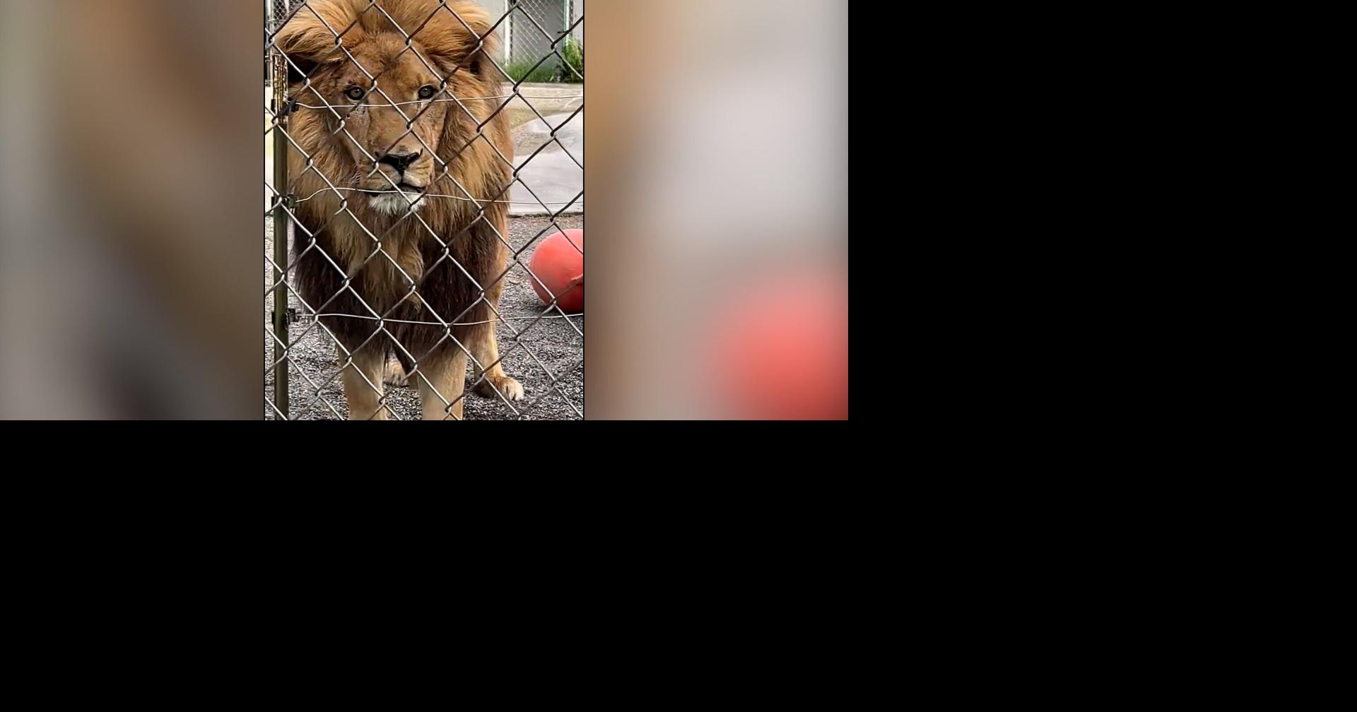 Raid at Oregon wildlife park leads to camel euthanasia | Pets, Animals ...
