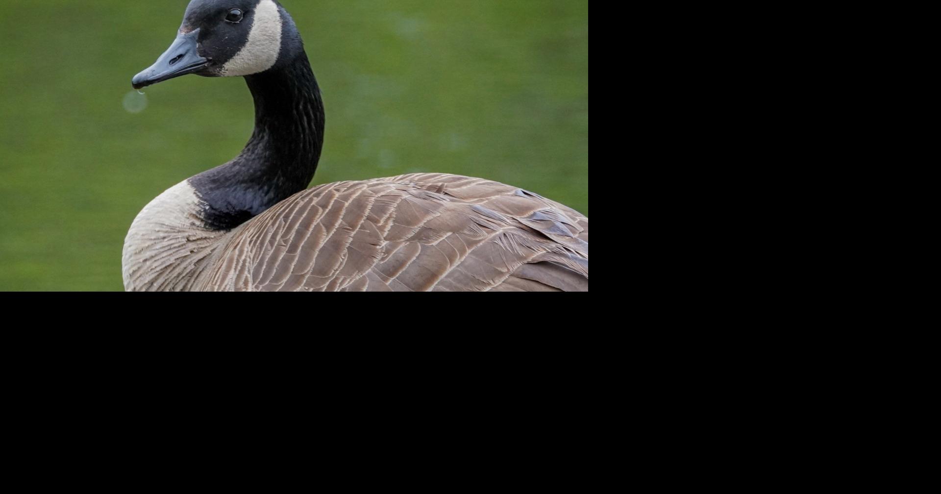 Annual Bend goose roundup is taking the summer off | Central-oregon ...