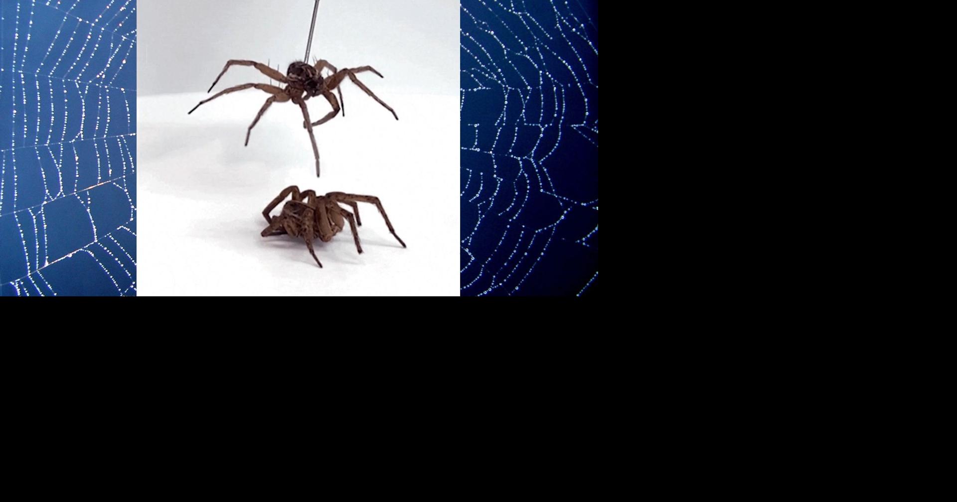 Zombie spiders? No, but dead spiders can be useful tools, scientists ...