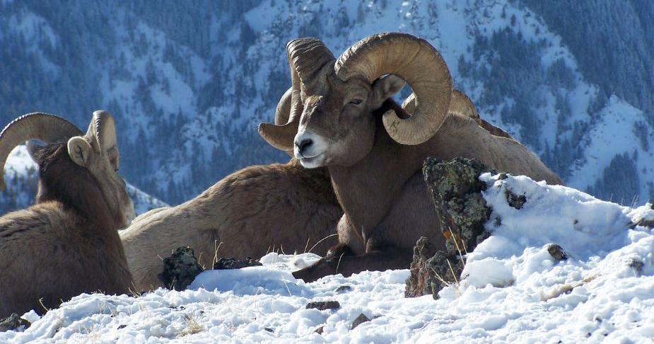 Oregon bighorn ram poaching reward up to $4,500 | Pets, Animals and ...
