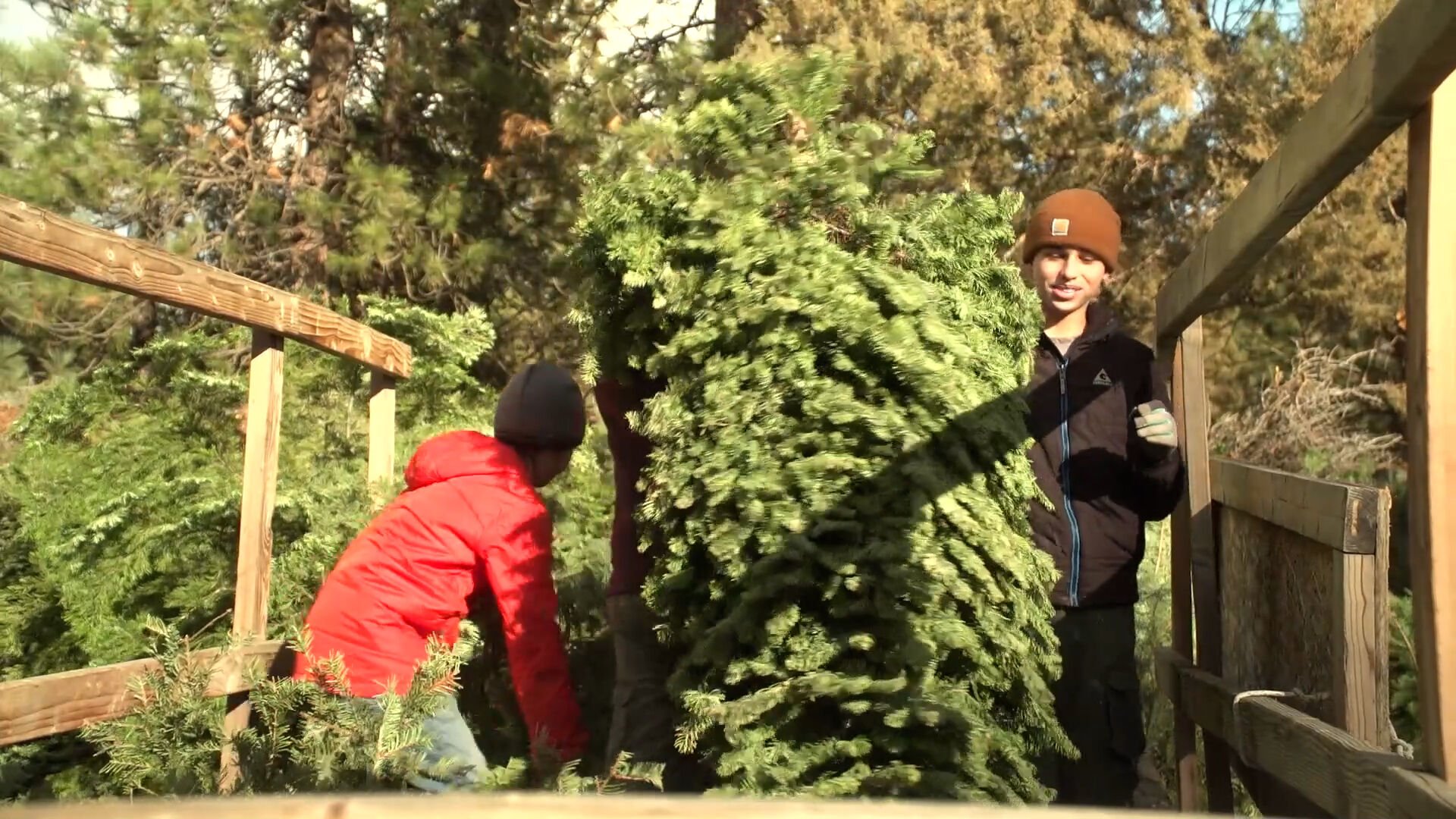 Central Oregon Scouts picking up Christmas trees: What you need to know | Local News ...