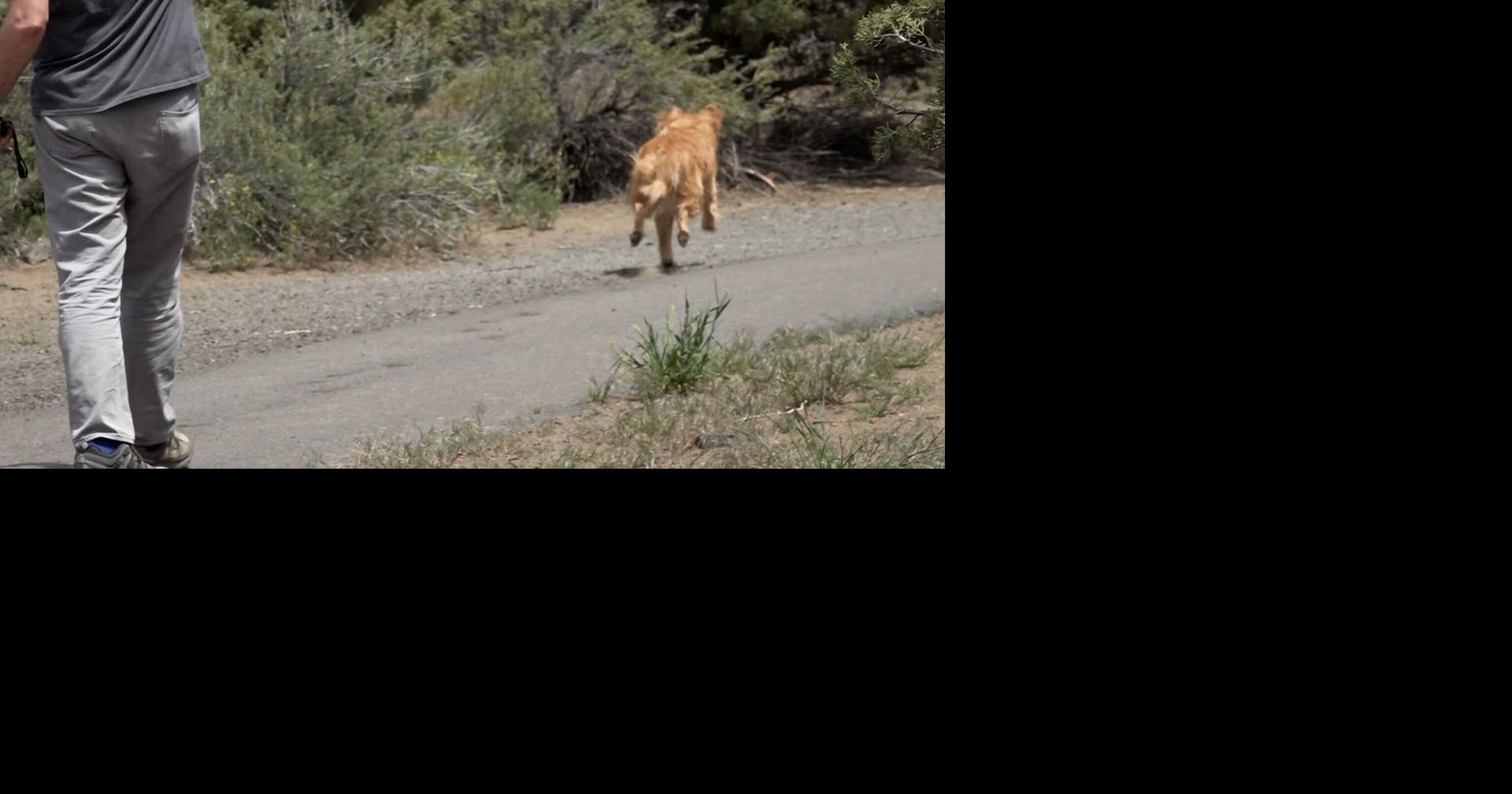 Kennel Cough season affecting Central Oregon dogs. What to watch for ...