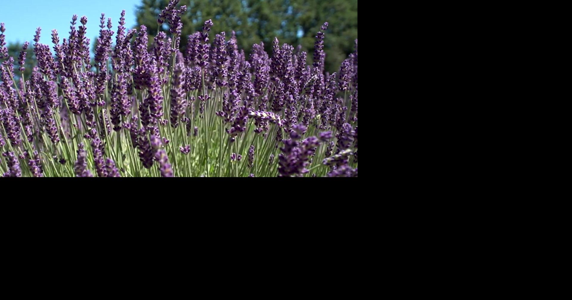 Destination Oregon: Lavender Trail | Central-oregon-daily ...