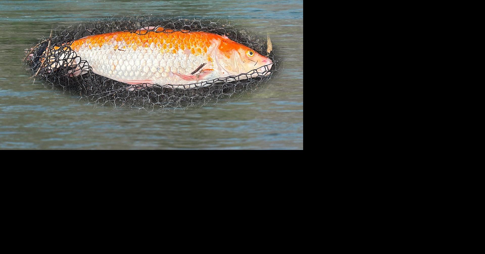 Oregon officials sound alarm after koi found in river | Pets, Animals ...