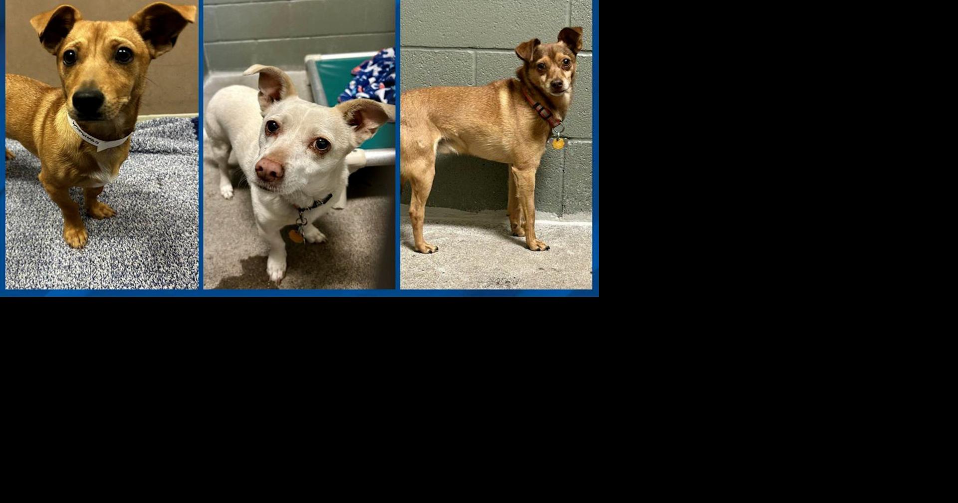 La Pine dogs in viral video not adoptable yet | La Pine / Sunriver News ...