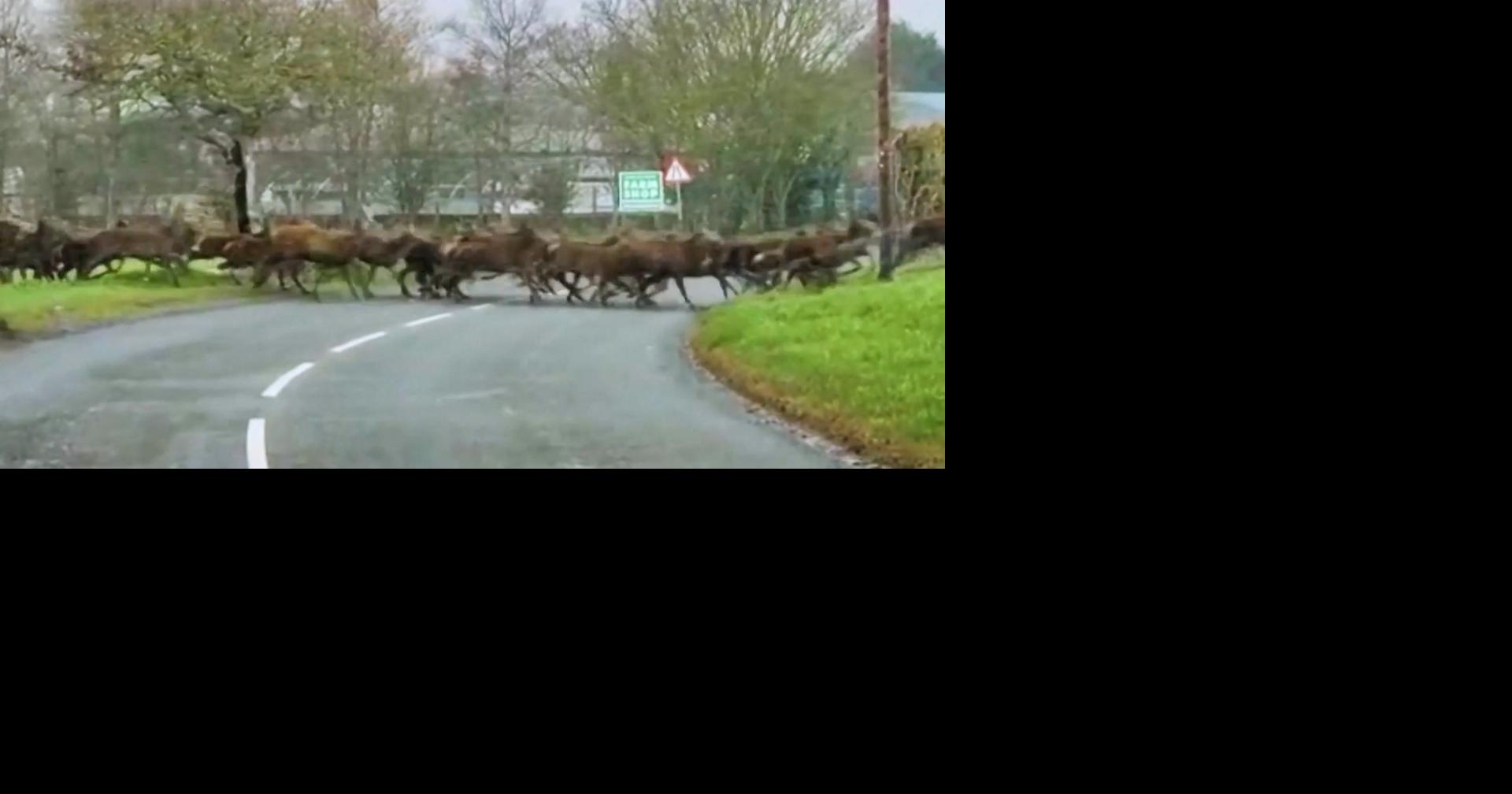 WATCH: Herd of deer race across road in England | National/World ...