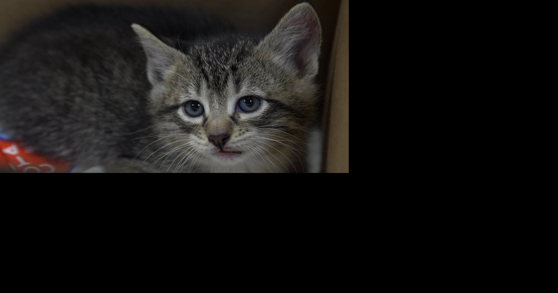 HSCO Kitten Shower: Donations Still Open for 300 Kittens | Pets ...