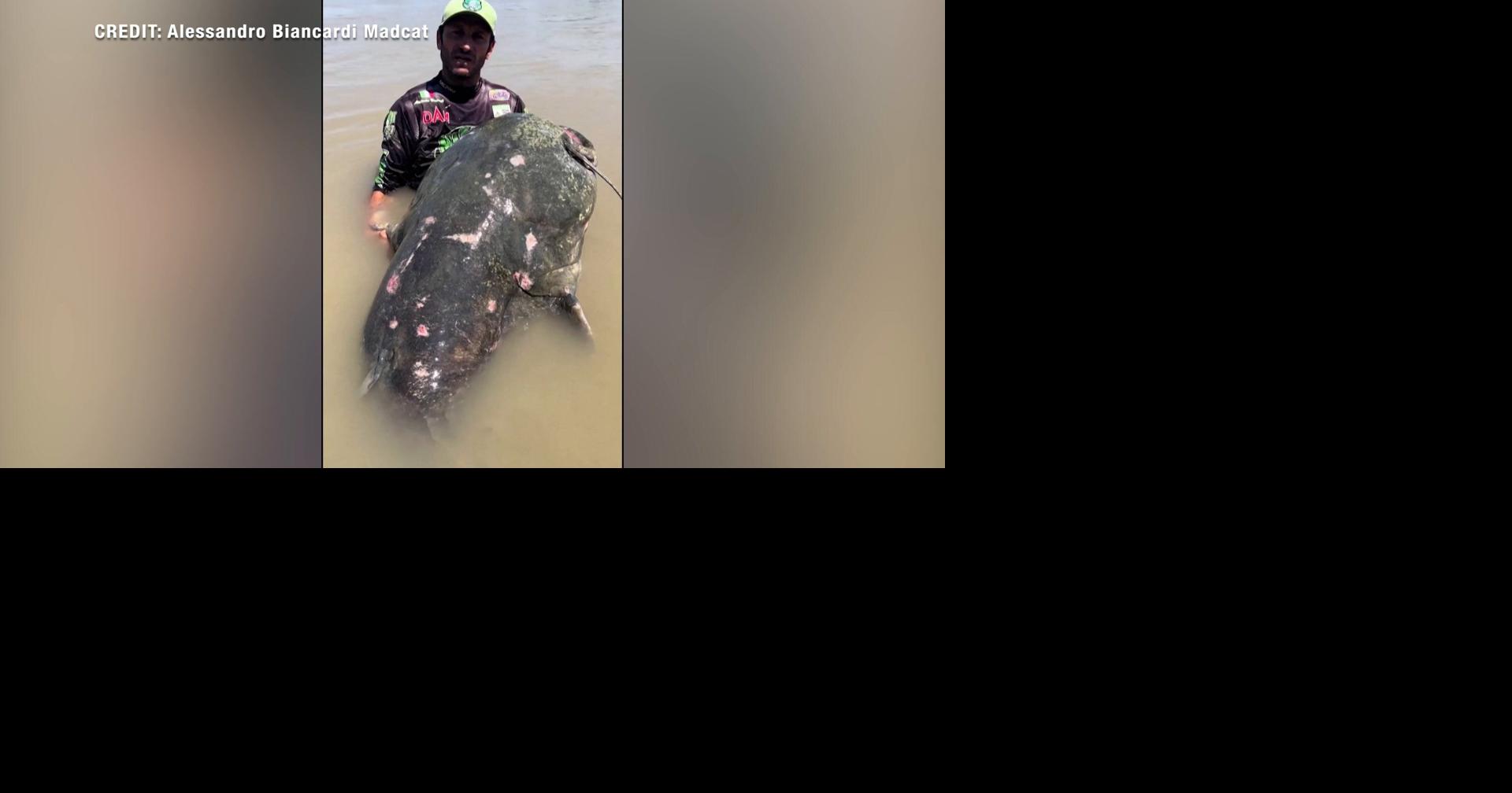 Holy catfish! Look at the size of this catch! | National/World ...