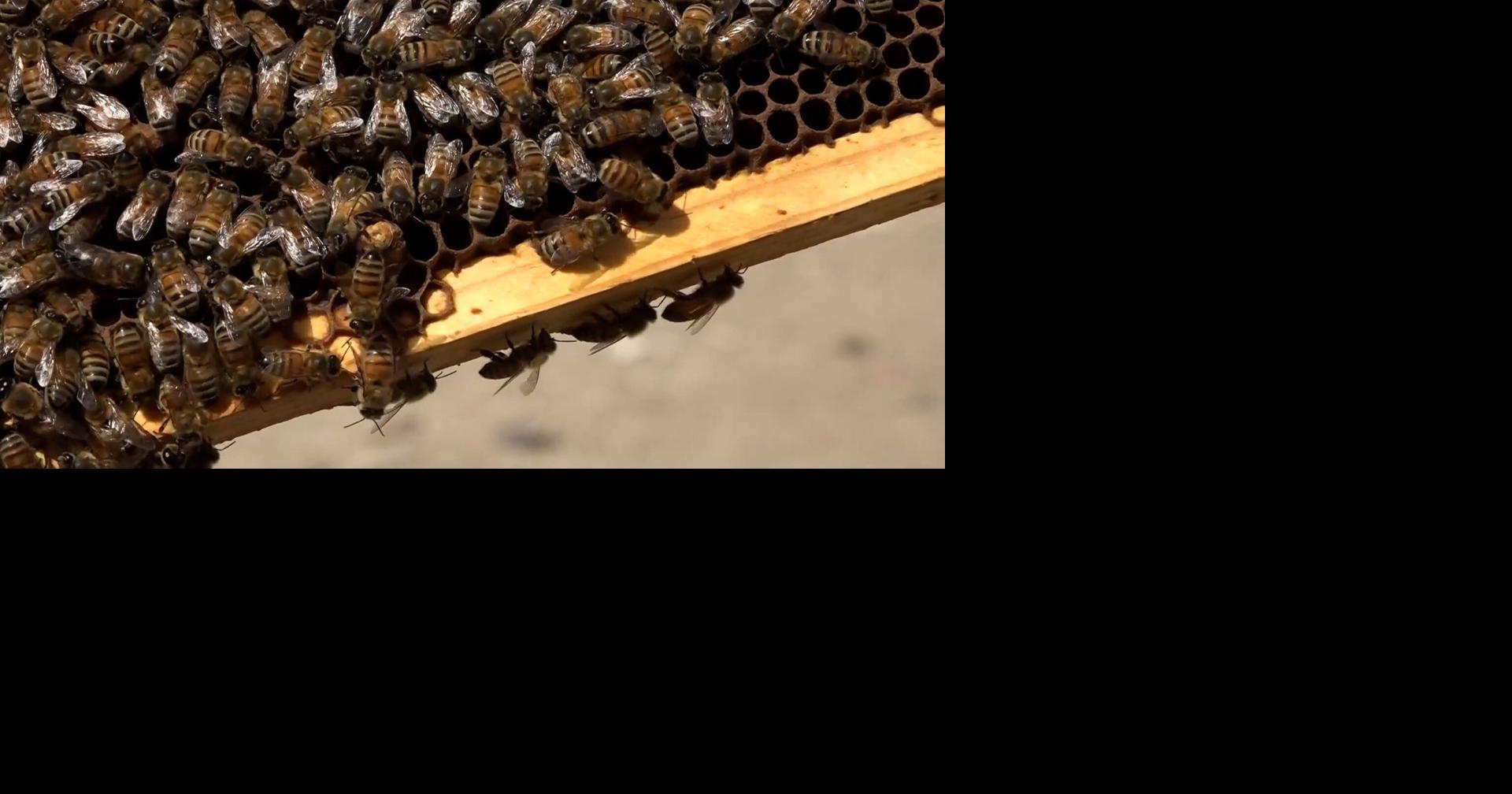 Why bees are swarming in Central Oregon | Local News ...