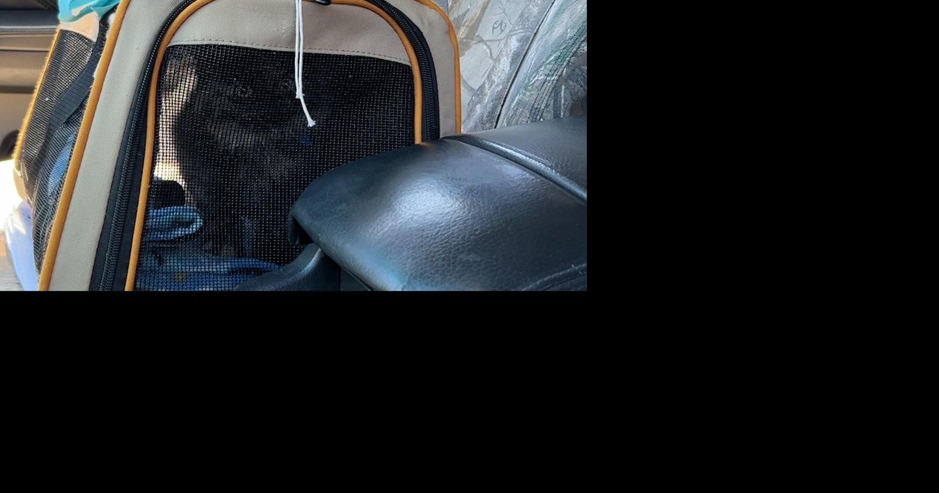 Cinder, the Central Oregon cat with male and female traits, finds ...