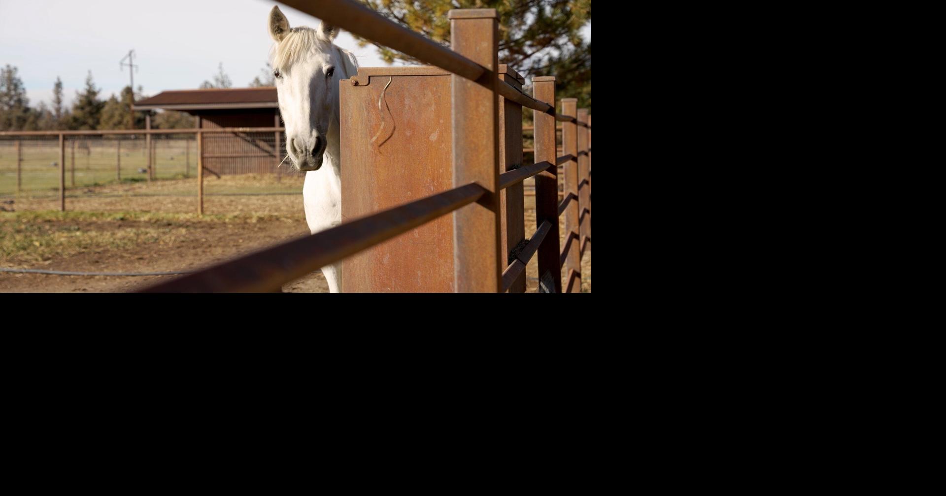 Healing Reins expands nature therapy | Pets, Animals and Nature ...