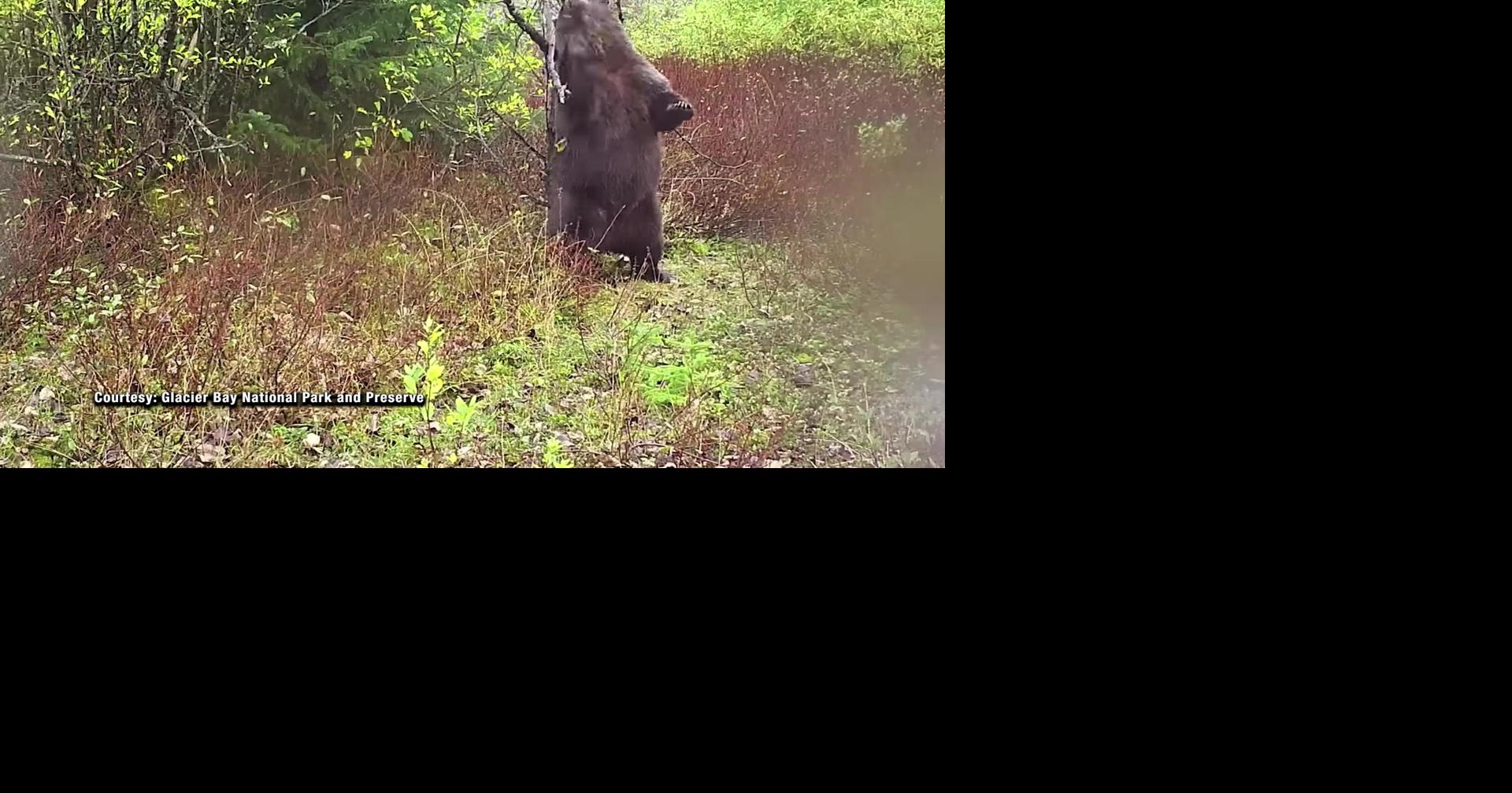 SOUND UP! Back-scratching Alaska bear 'dances' to "The Bare Necessities ...