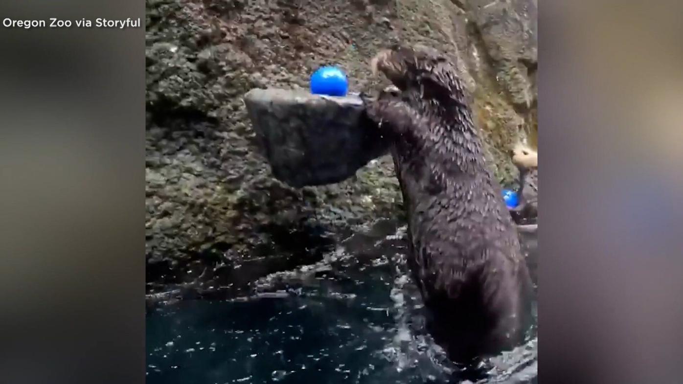 otter stackable cups gif