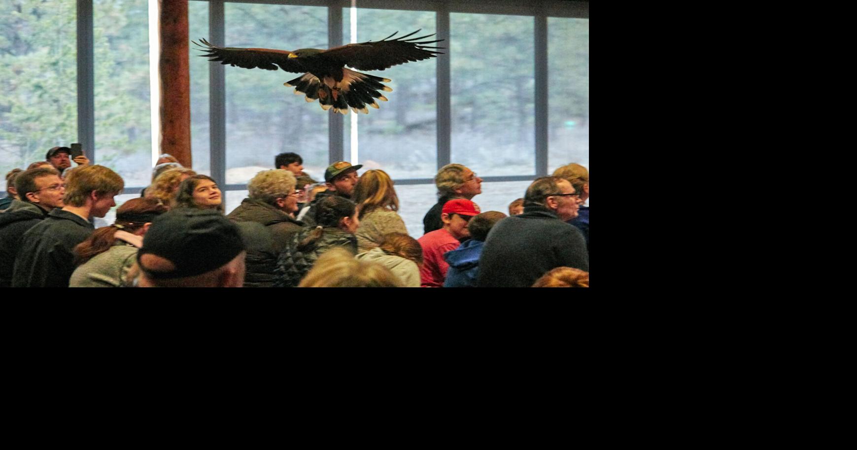 Sky Hunters raptor show returns for High Desert Museum | Pets, Animals ...