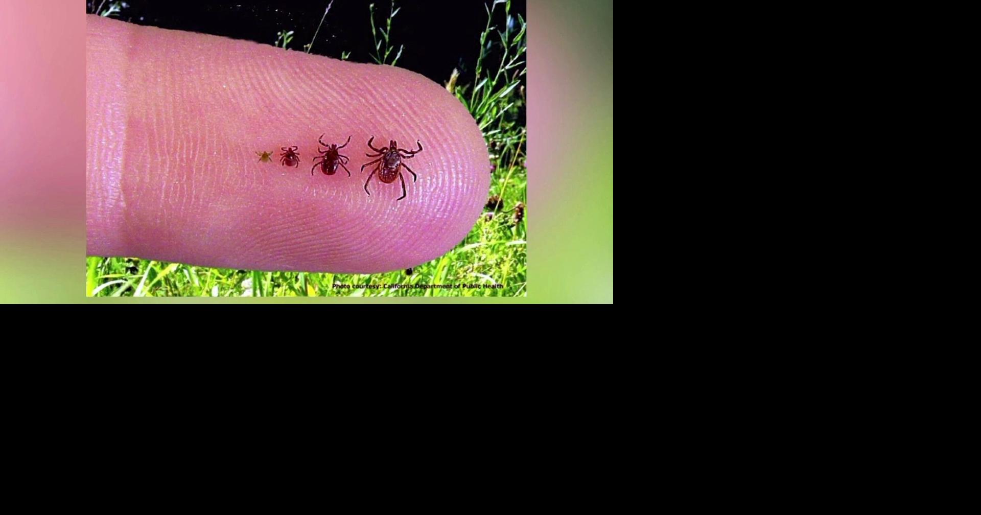 Talking about ticks and tick treatment with Kat Mastrangelo | Good ...