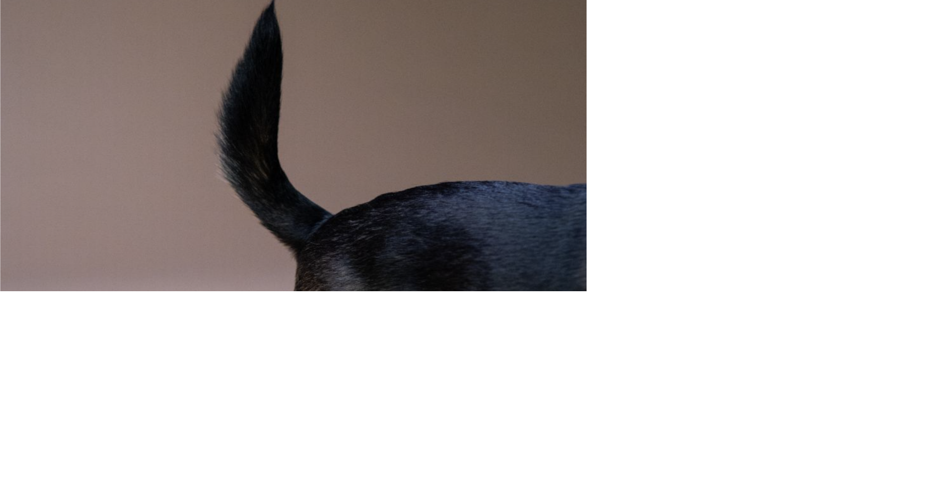 Tail wags may be more than dog telling you they're happy, OSU ...