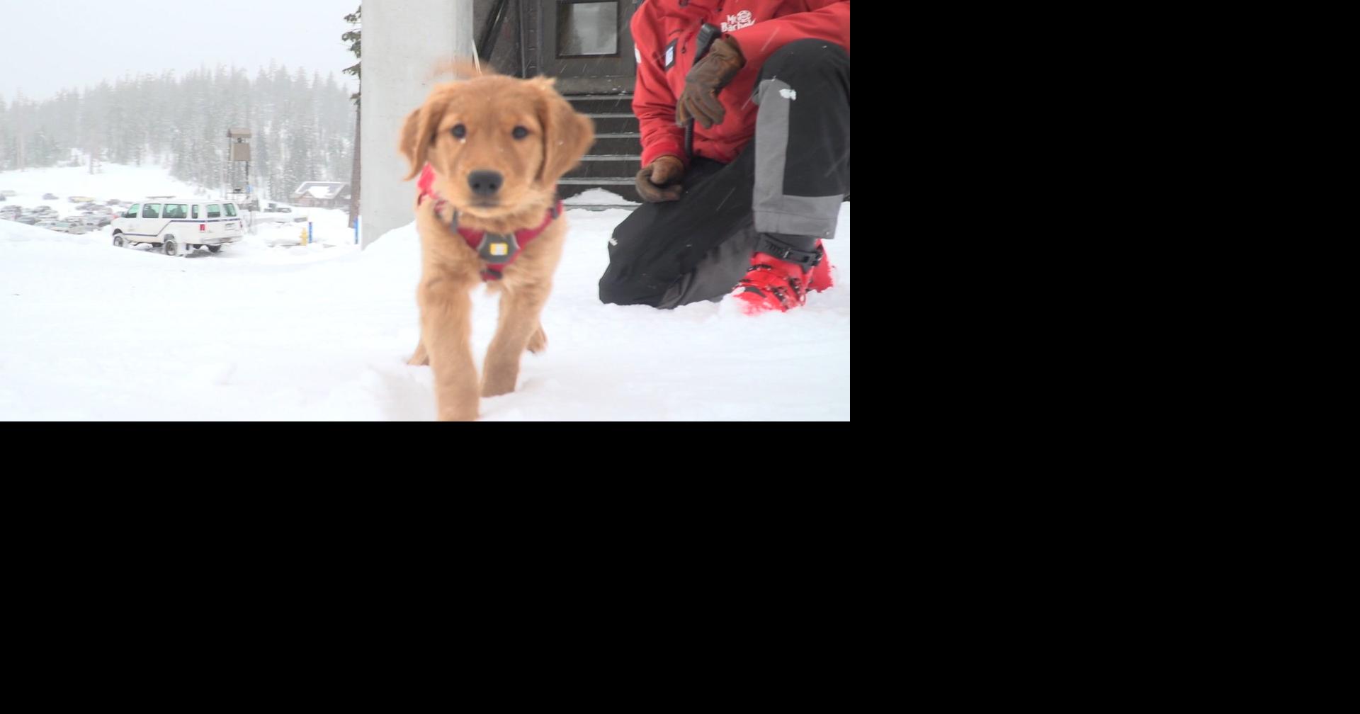 Meet Jetty, Mt. Bachelor's newest avalanche dog team member | Central ...