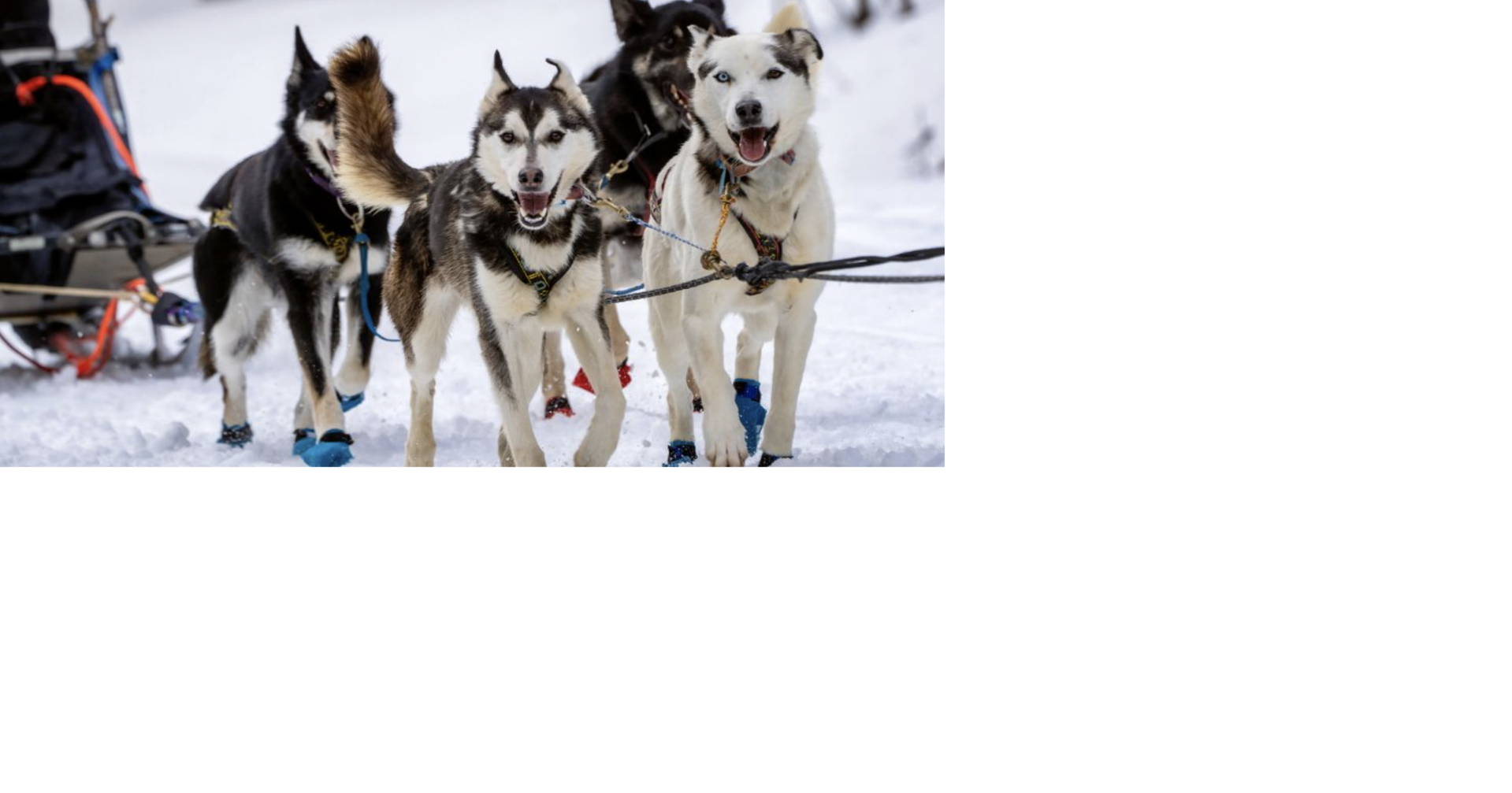 Local woman places top five in Idaho Sled Dog Challenge's Warm Lake ...